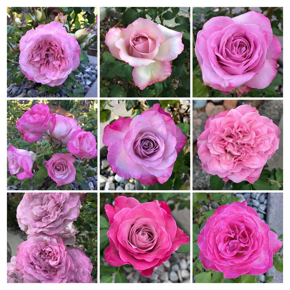 Photo of the bloom of Rose (Rosa 'Nicole Carol Miller') posted by ...