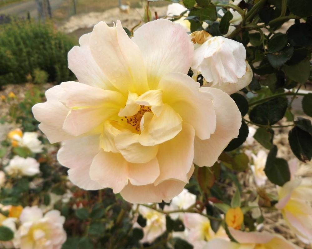 Rose (Rosa 'Comtes des Champagne') in the Roses Database - Garden.org