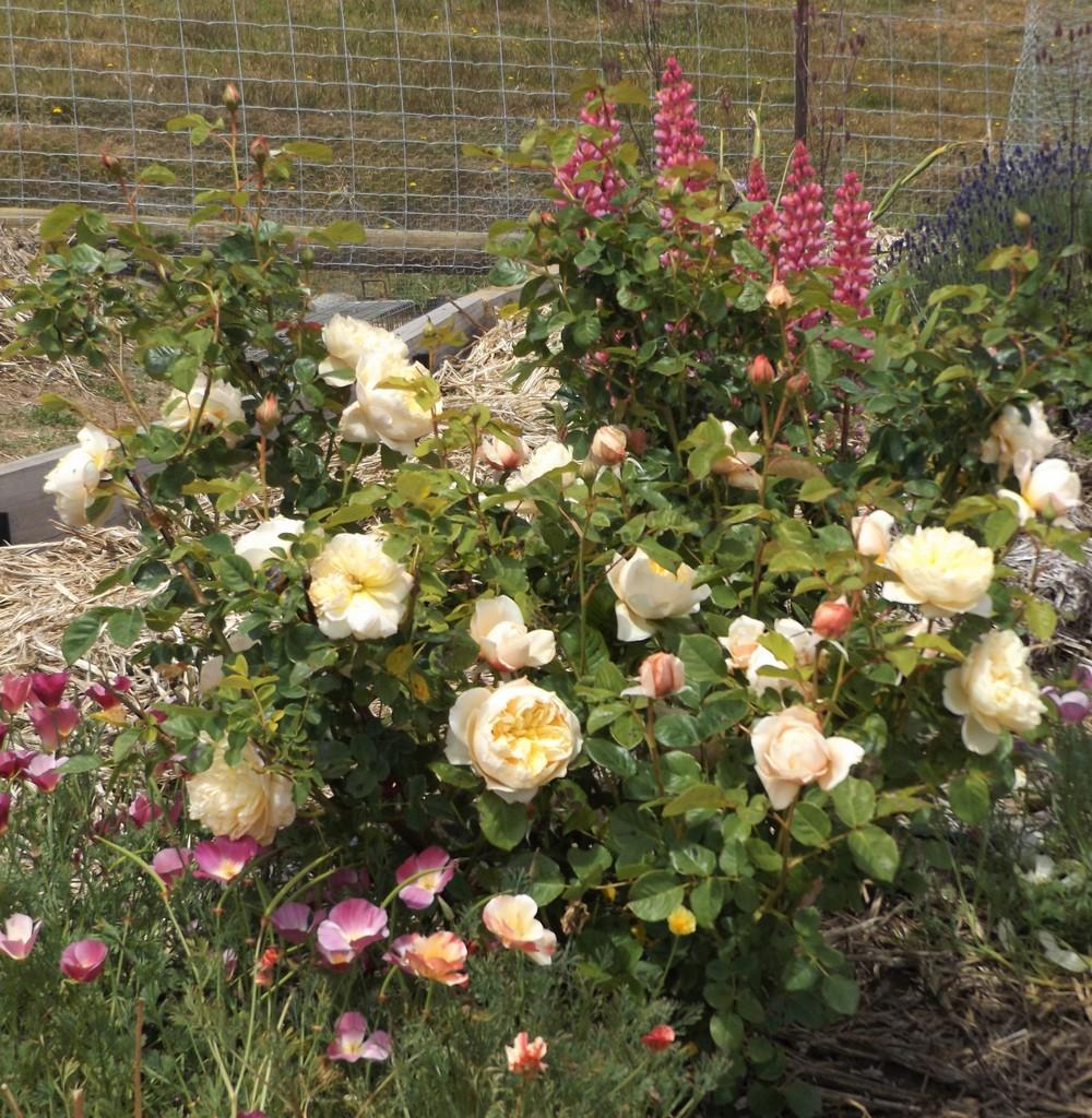 Photo of the entire plant of Rose (Rosa 'Troilus') posted by ...