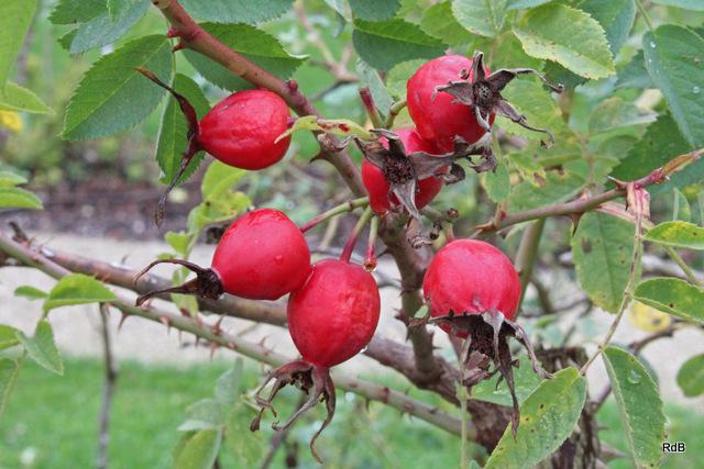 Rose (Rosa caesia) in the Roses Database - Garden.org