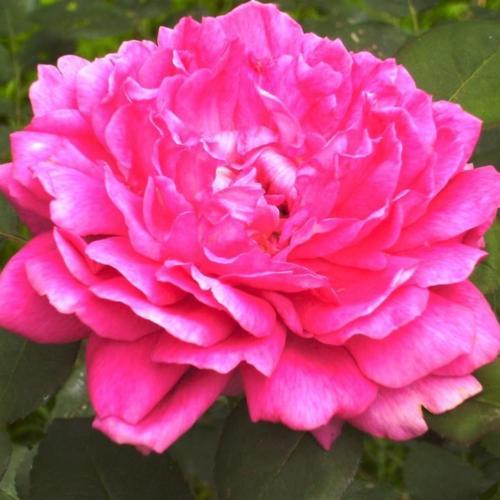 Rose (Rosa 'Noble Antony') in the Roses Database - Garden.org