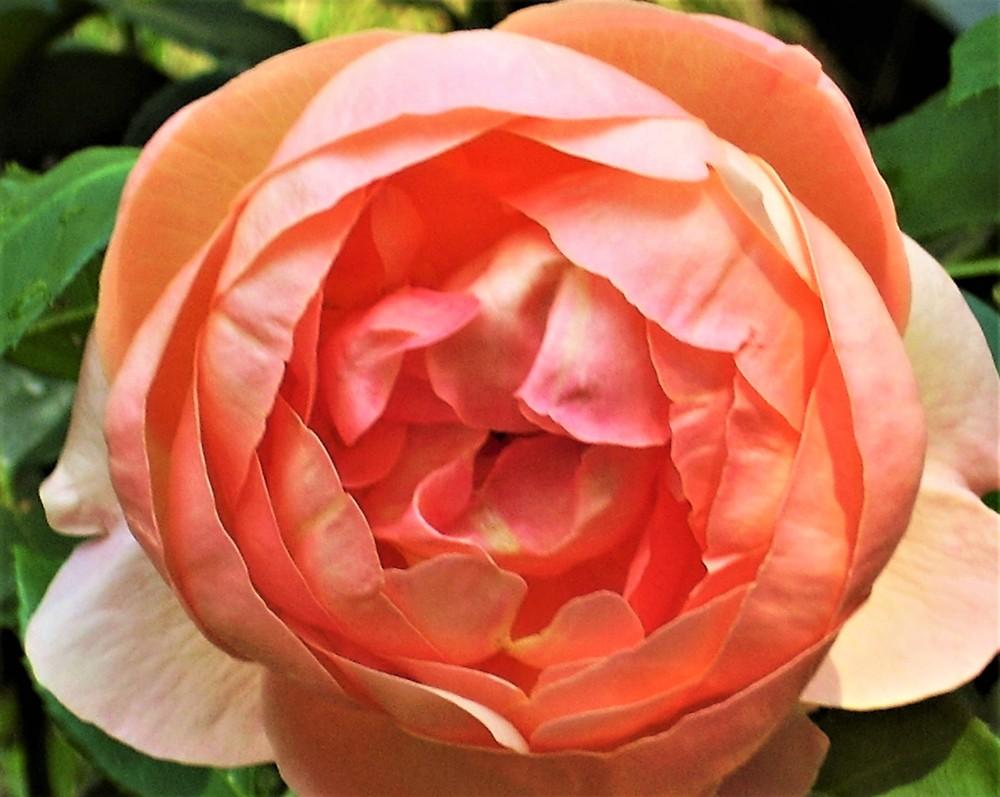 Rose (Rosa 'Heaven on Earth') in the Roses Database - Garden.org