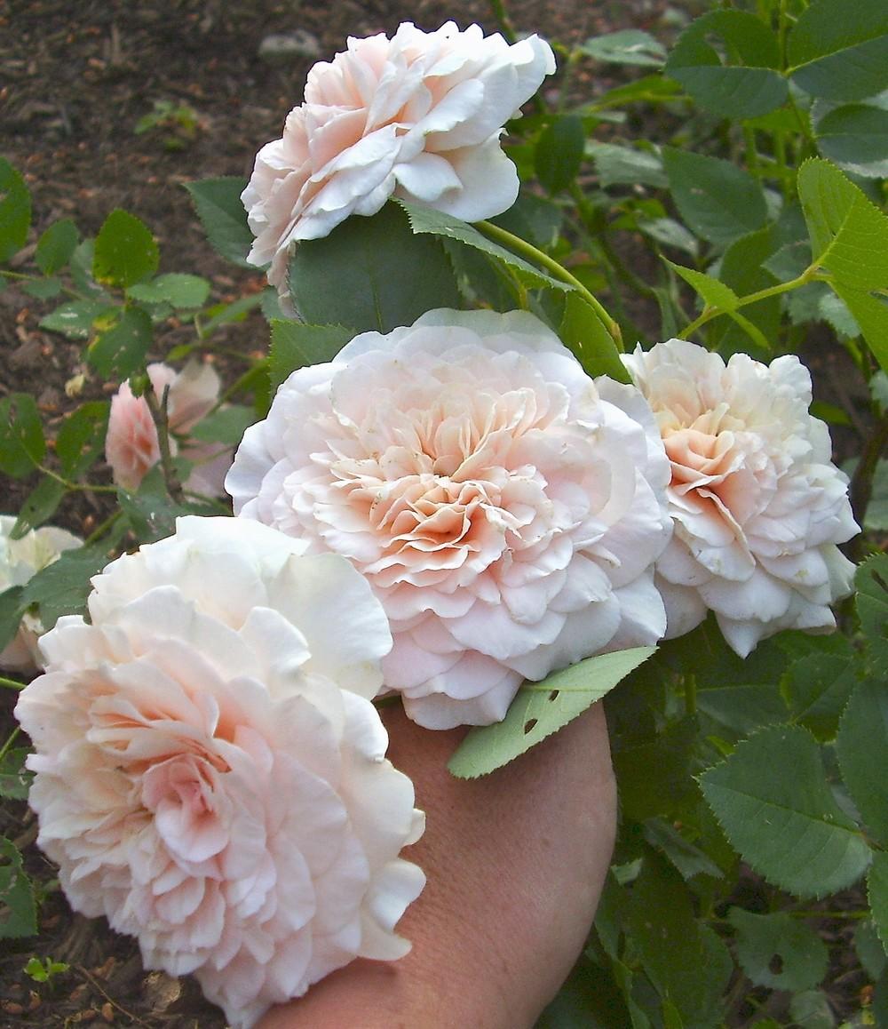 Rose (Rosa 'Bredon') in the Roses Database - Garden.org