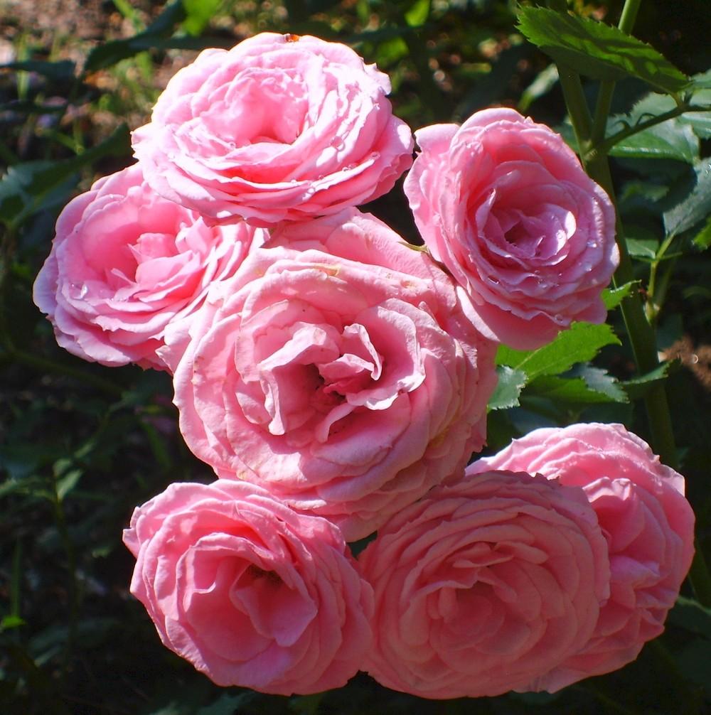 Photo of the bloom of Rose (Rosa 'Pink Rosette') posted by ...