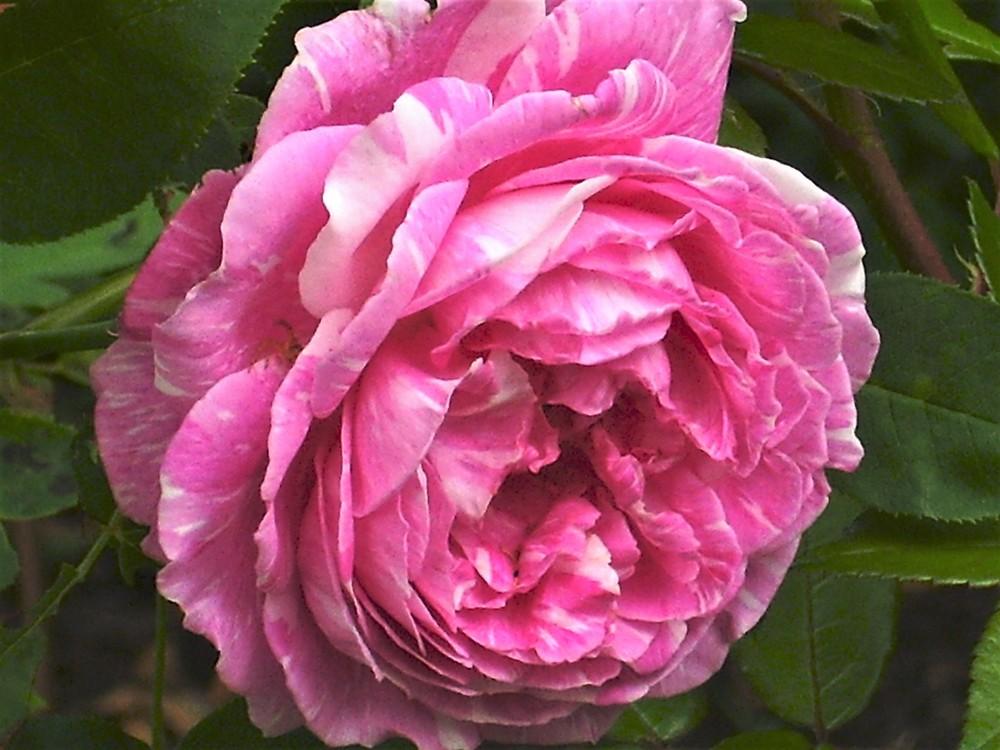 Photo of the bloom of Rose (Rosa 'Vick's Caprice') posted by ...