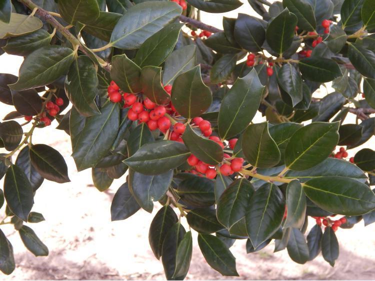 Ilex: Plant Care and Collection of Varieties - Garden.org
