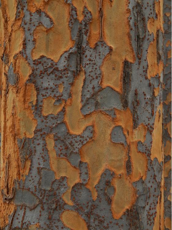 Chinese Elm (Ulmus parvifolia 'Golden Rey') - Garden.org