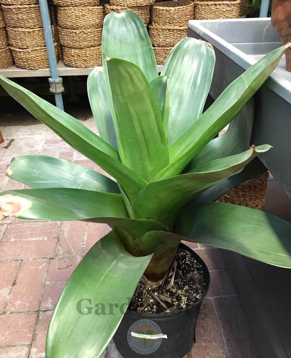 Photo of the entire plant of Imperial Bromeliad (Alcantarea imperialis ...