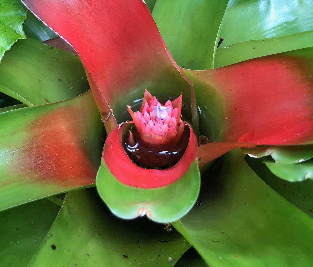 Photo of the bloom of Bromeliad (Neoregelia compacta) posted by ...