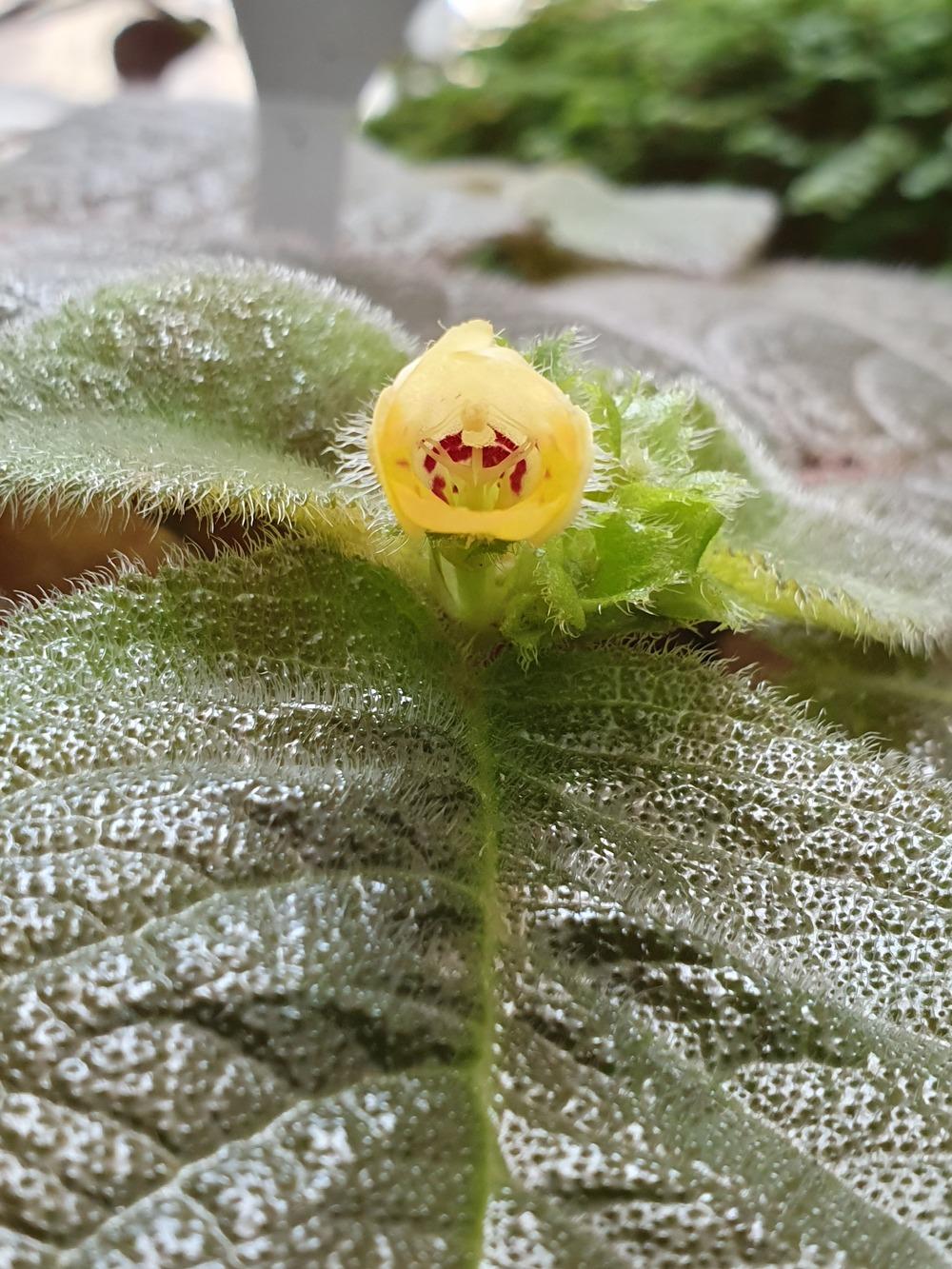 Episcia xantha - Garden.org