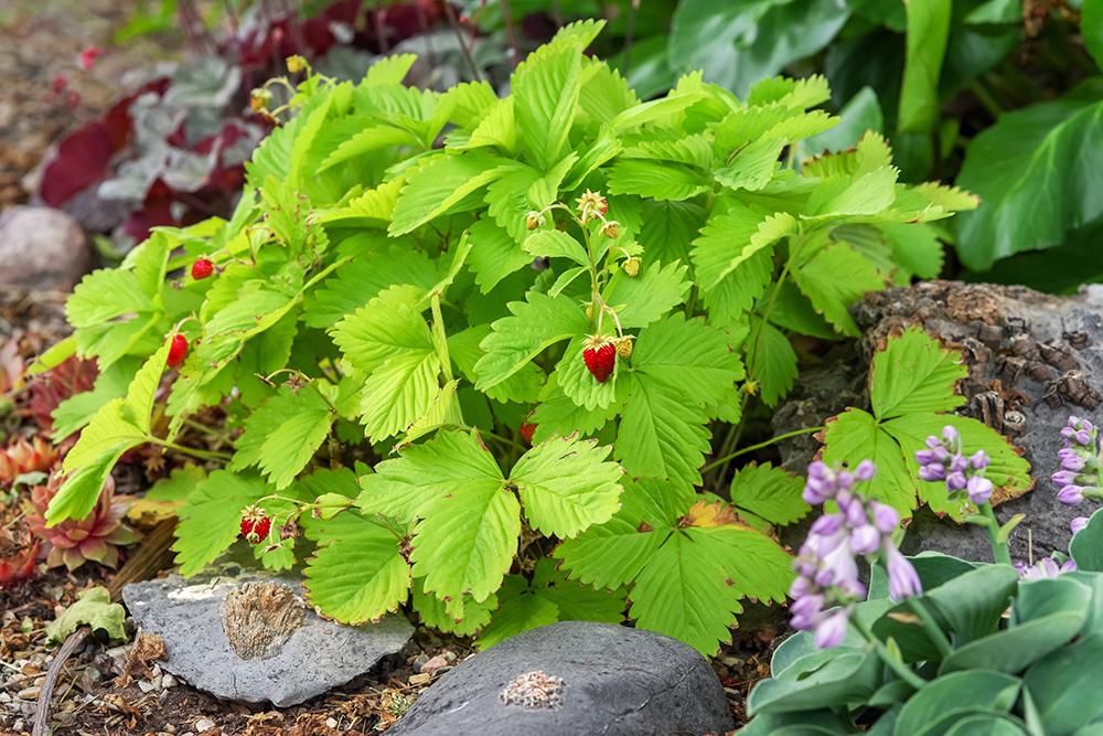 Strawberries: Plant Care and Collection of Varieties - Garden.org