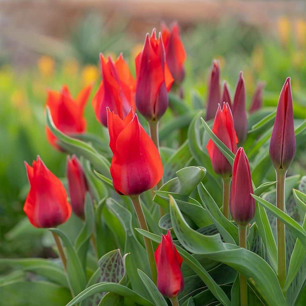 Tulip (Tulipa 'Tango') in the Tulips Database - Garden.org