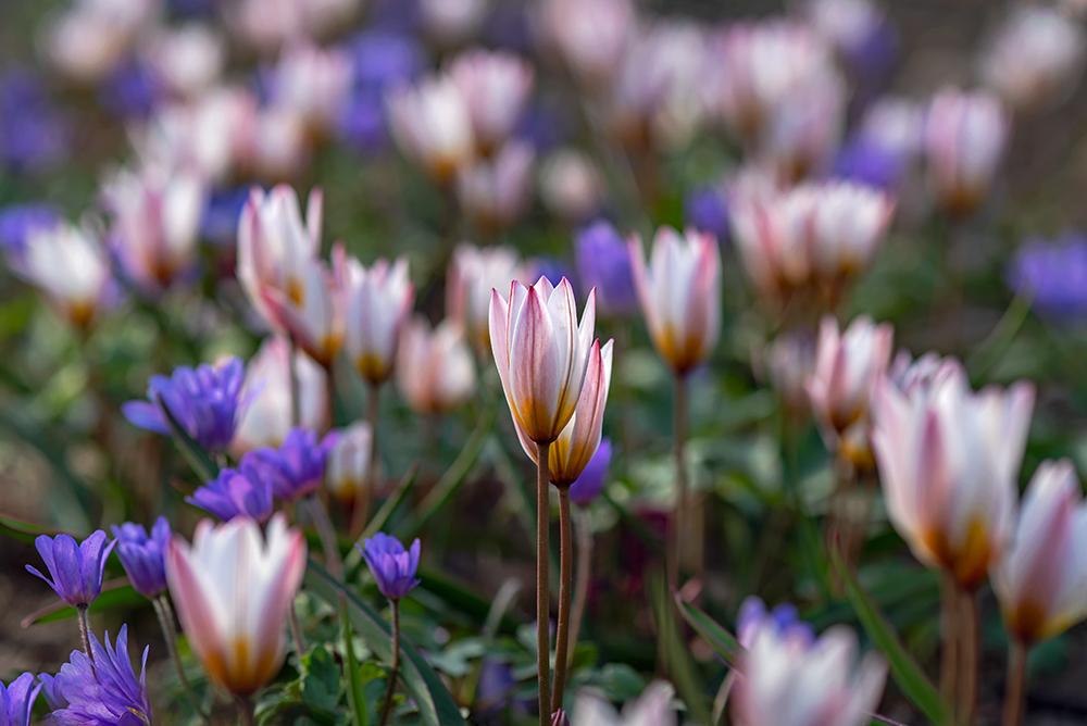Tulip (Tulipa cretica 'Hilde') in the Tulips Database - Garden.org
