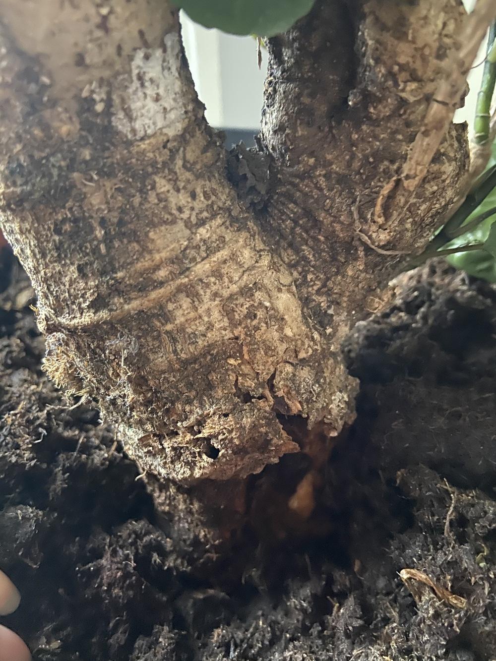 Polyscias Scutellaria emergency - trunk is decaying what do I do?? in ...