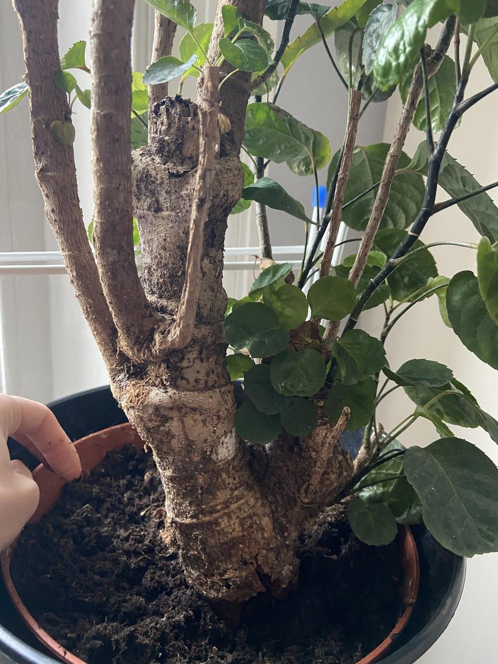 Polyscias Scutellaria emergency - trunk is decaying what do I do?? in ...