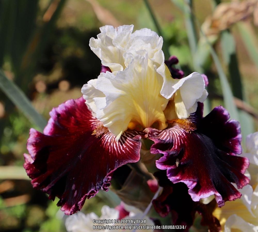 Photo of the bloom of Tall Bearded Iris (Iris 'Cherries and Cream ...