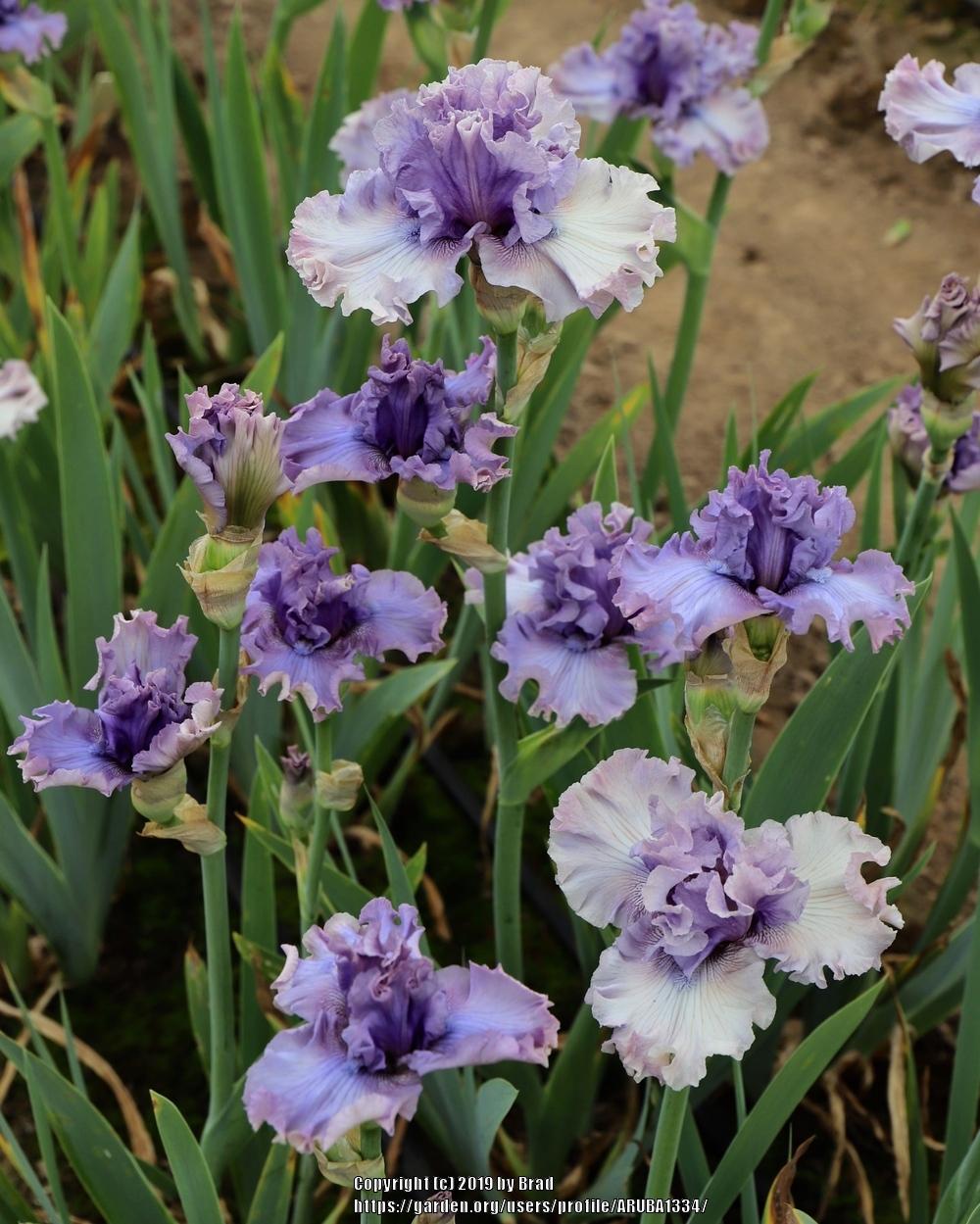 Photo of the bloom of Tall Bearded Iris (Iris 'Blushing Doll') posted ...