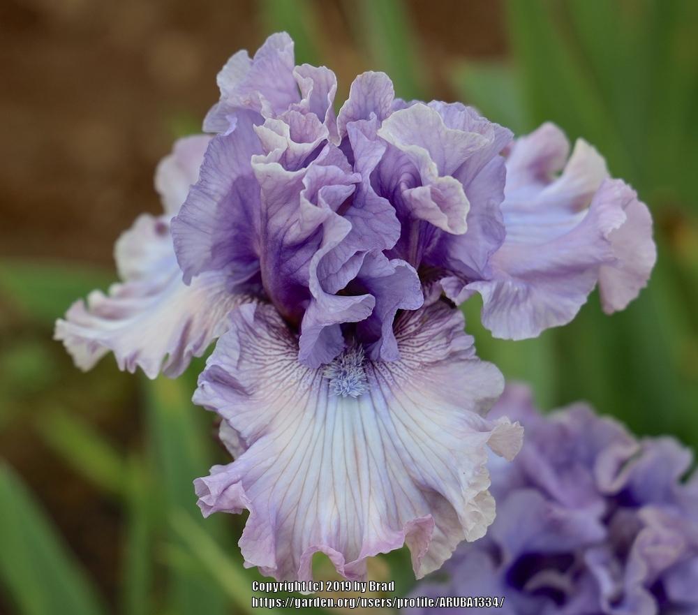 Photo of the bloom of Tall Bearded Iris (Iris 'Blushing Doll') posted ...