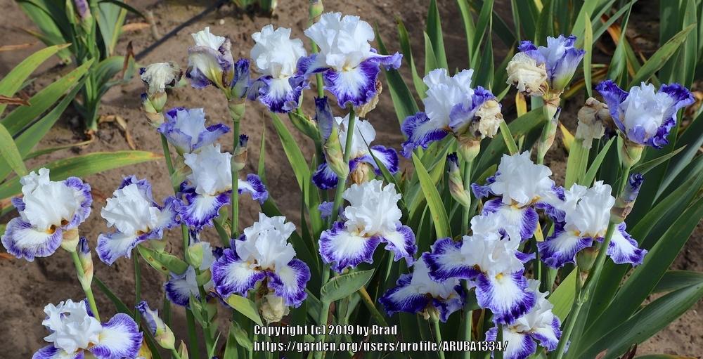 Photo of the bloom of Border Bearded Iris (Iris 'Freehand') posted by ...