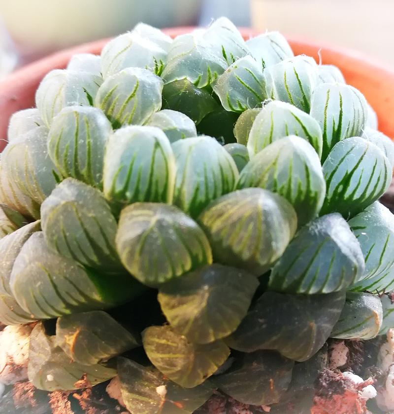 Show your Haworthia plants with translucent windows in the Cactus and ...