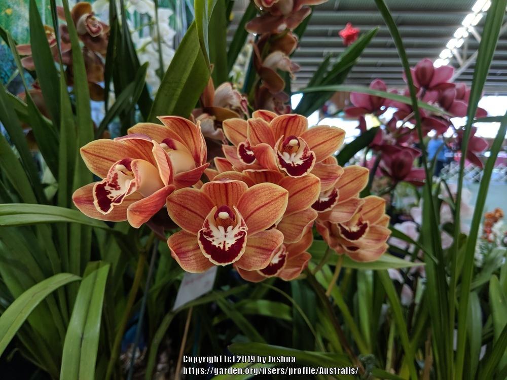 Orchid (Cymbidium Pumisan 'Orange') - Garden.org