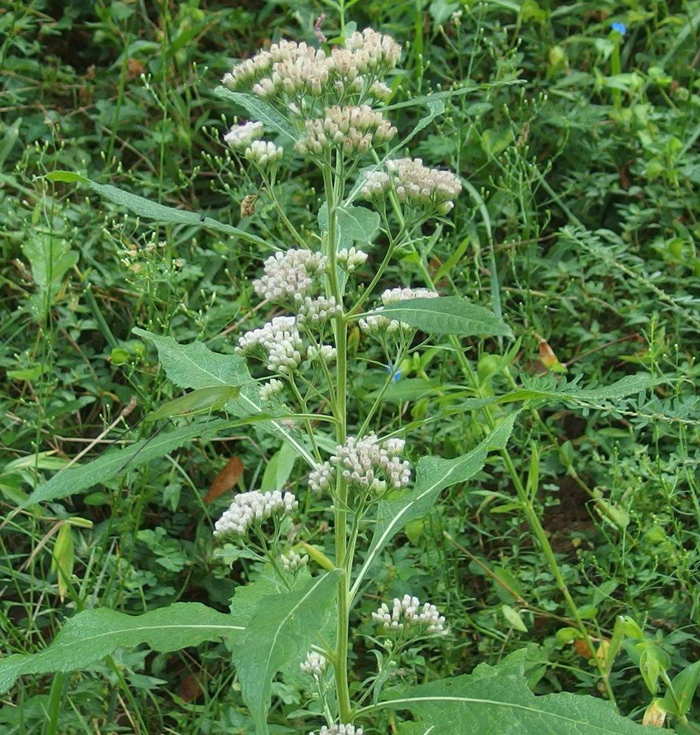 Photo of the entire plant of Camphor pluchea (Pluchea camphorata ...