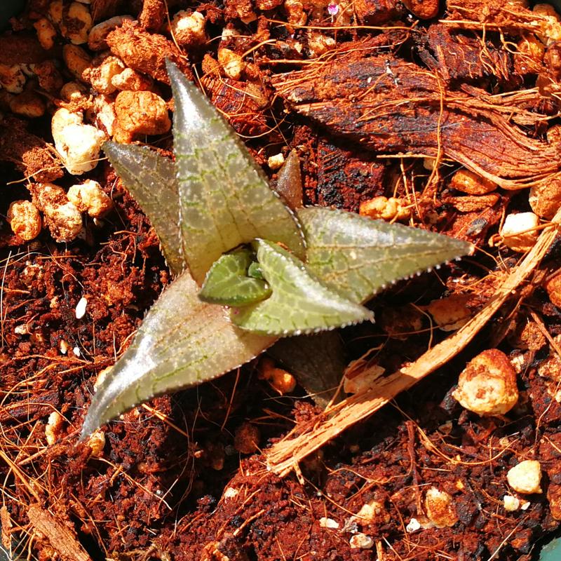 Show your Haworthia plants with translucent windows in the Cactus and ...