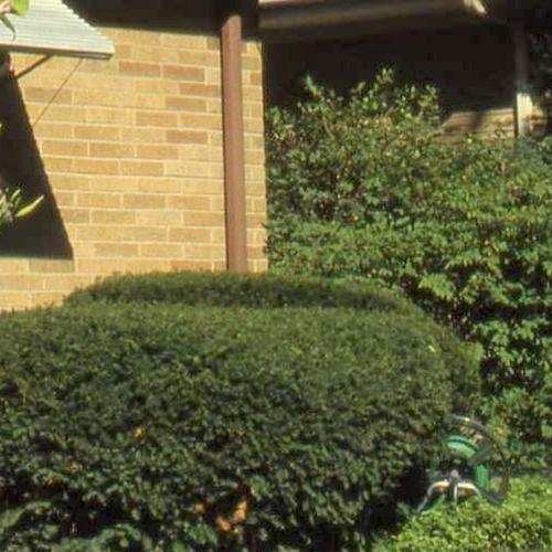 Anglo-Japanese Yew (Taxus 'Wardii') - Garden.org