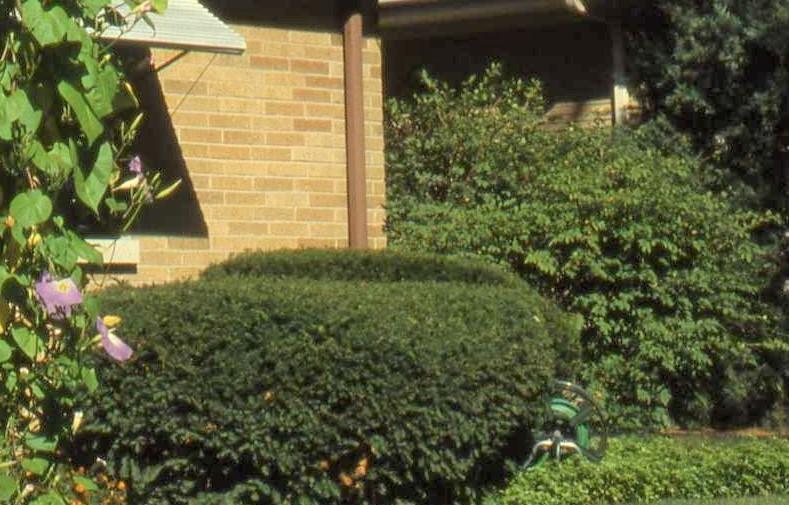 Anglo-Japanese Yew (Taxus 'Wardii') - Garden.org