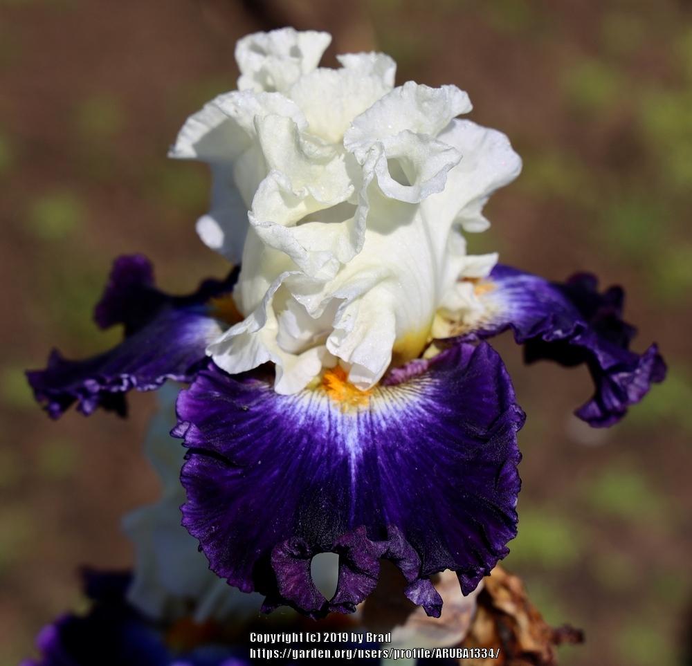 Photo of the bloom of Tall Bearded Iris (Iris 'Future Ruler') posted by ...