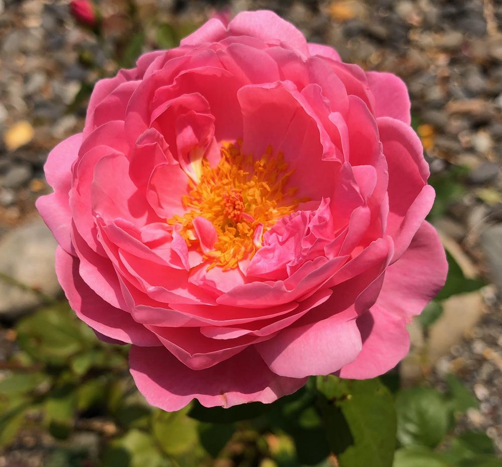 Photo of the bloom of Rose (Rosa 'The Reeve') posted by AnnKNCalif ...