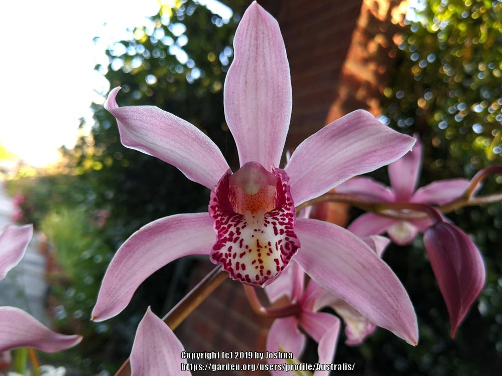 Orchid (Cymbidium insigne 'Atlantis') - Garden.org
