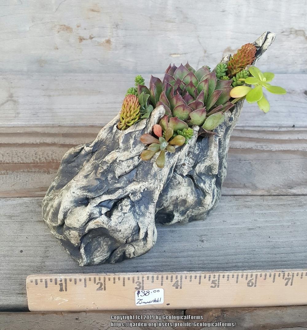 "Geological Forms": Handsculpted Ceramic Planters in the Classifieds ...
