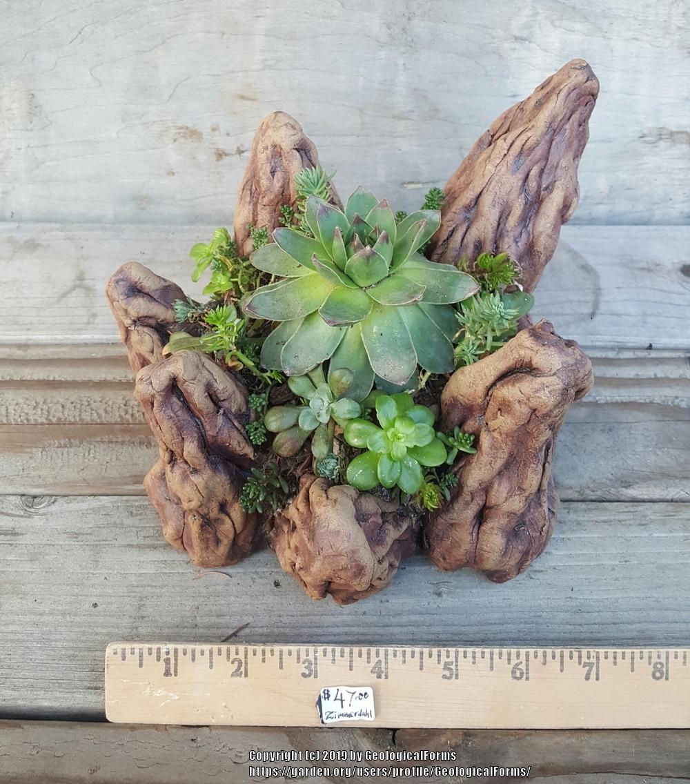 "Geological Forms": Handsculpted Ceramic Planters in the Classifieds ...