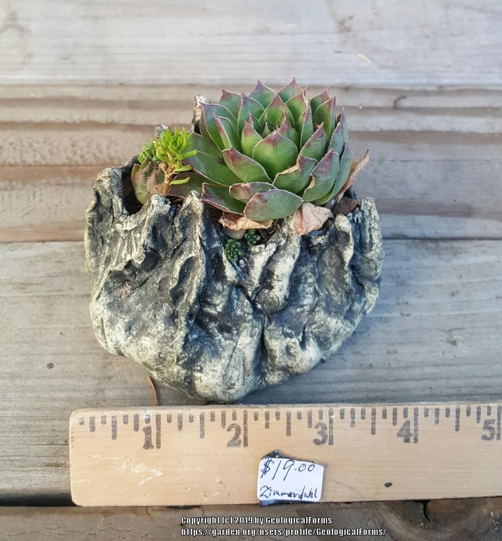 "Geological Forms": Handsculpted Ceramic Planters in the Classifieds ...