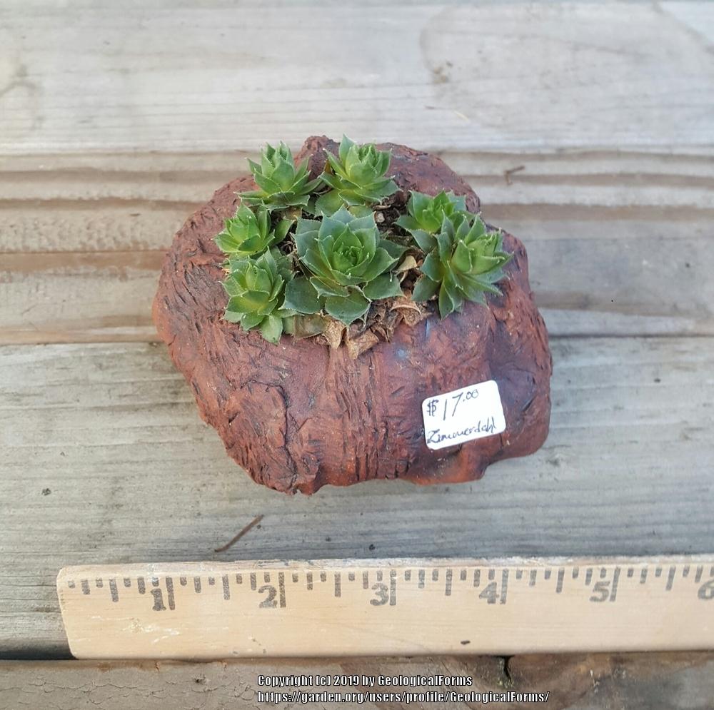 "Geological Forms": Handsculpted Ceramic Planters in the Classifieds ...