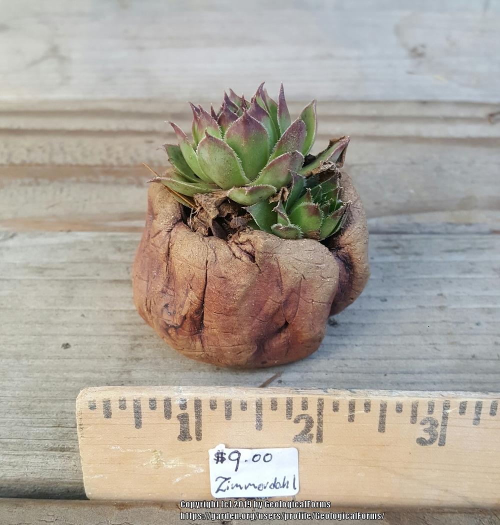 "Geological Forms": Handsculpted Ceramic Planters in the Classifieds ...