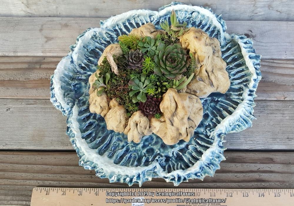 "Geological Forms": Handsculpted Ceramic Planters in the Classifieds ...