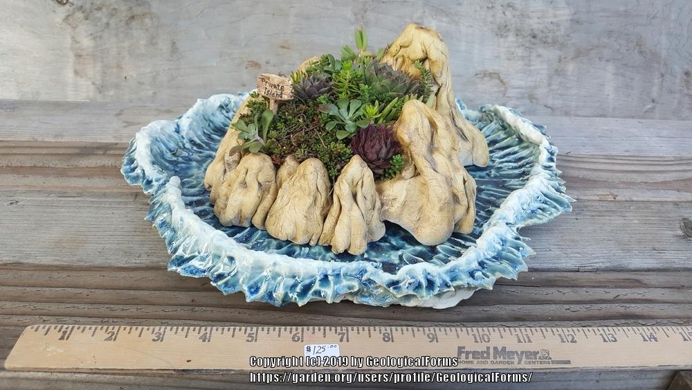 "Geological Forms": Handsculpted Ceramic Planters in the Classifieds ...