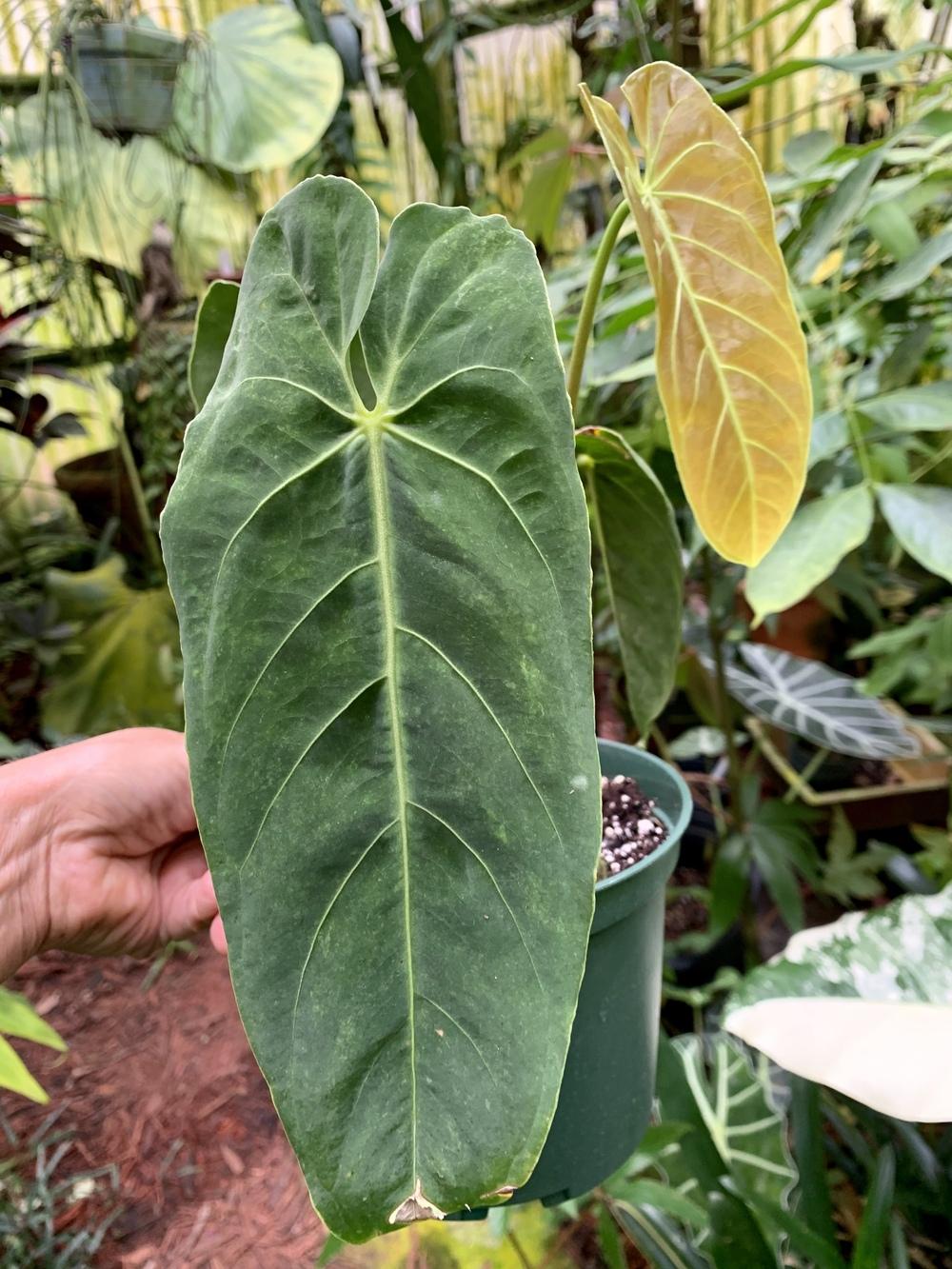 Anthurium (Anthurium metallicum) in the Anthuriums Database - Garden.org
