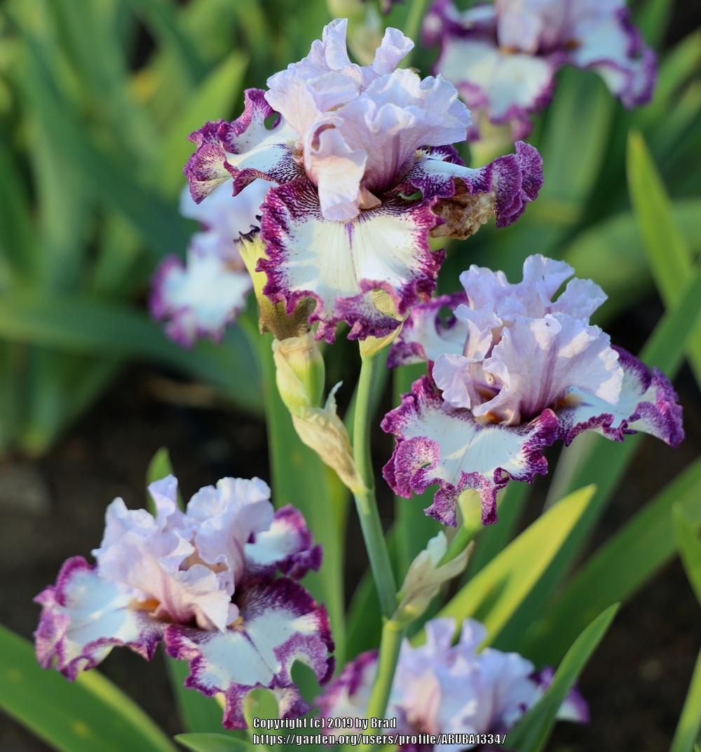 Photo of the bloom of Tall Bearded Iris (Iris 'Luck Be a Lady') posted ...
