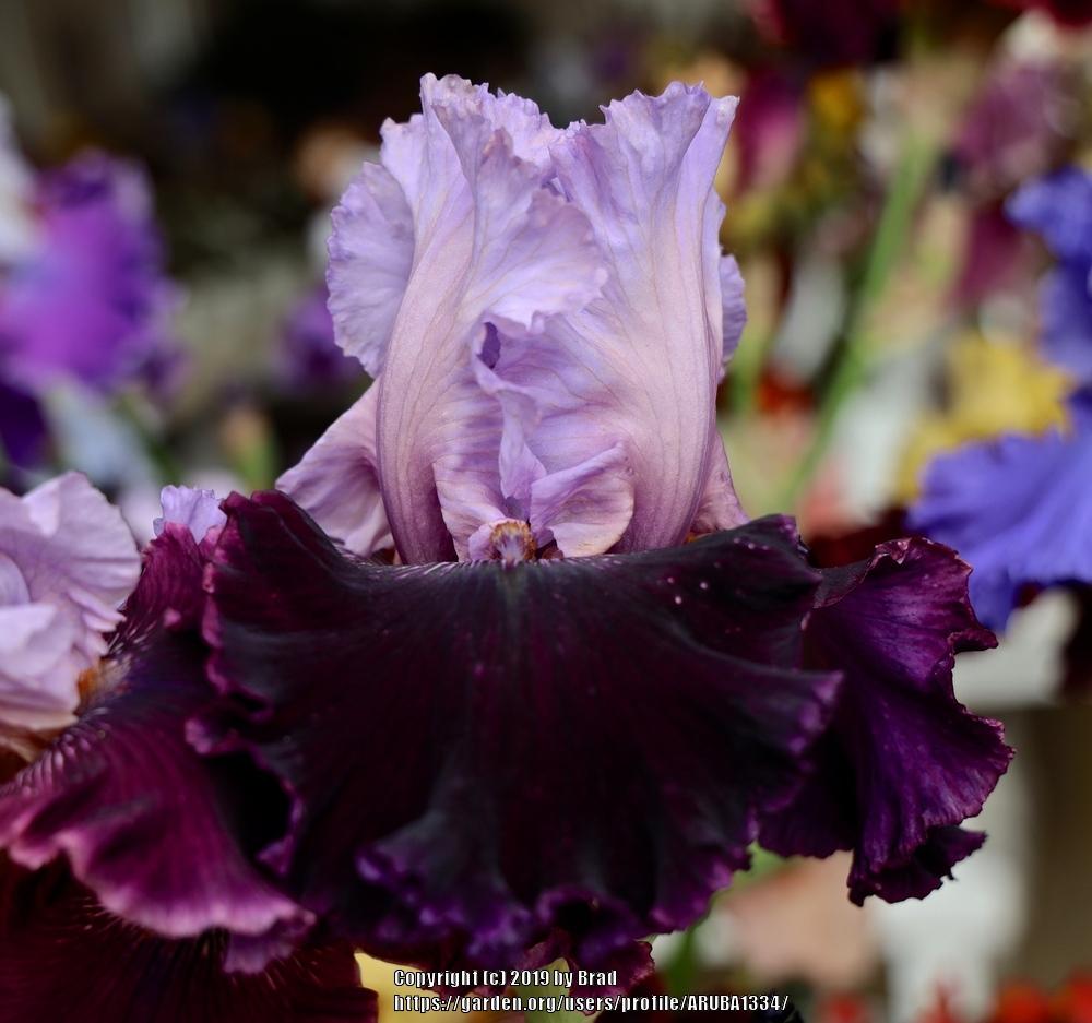 Tall Bearded Iris (Iris 'Lone Wolf') in the Irises Database - Garden.org