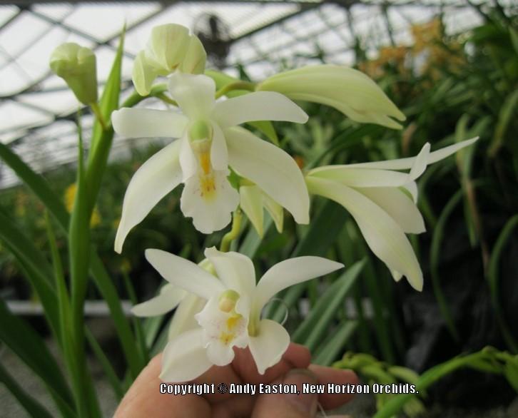 Master's Cymbidium (Cymbidium mastersii 'New Horizon') - Garden.org