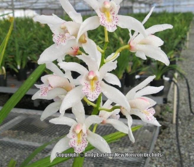 Orchid (Cymbidium Memoria David Sander 'New Horizon') - Garden.org