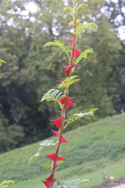 Photo of the thorns, spines, prickles or teeth of Wingthorn Rose (Rosa ...