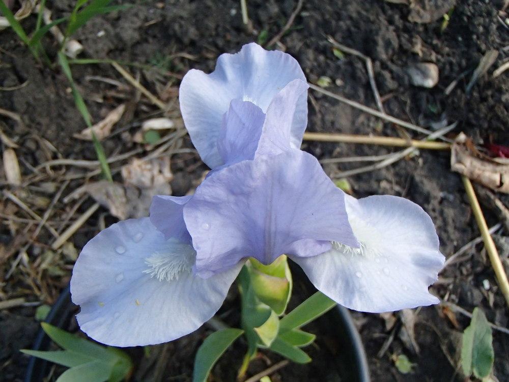 Miniature Dwarf Bearded Iris (Iris 'Blue Wind') in the Irises Database ...