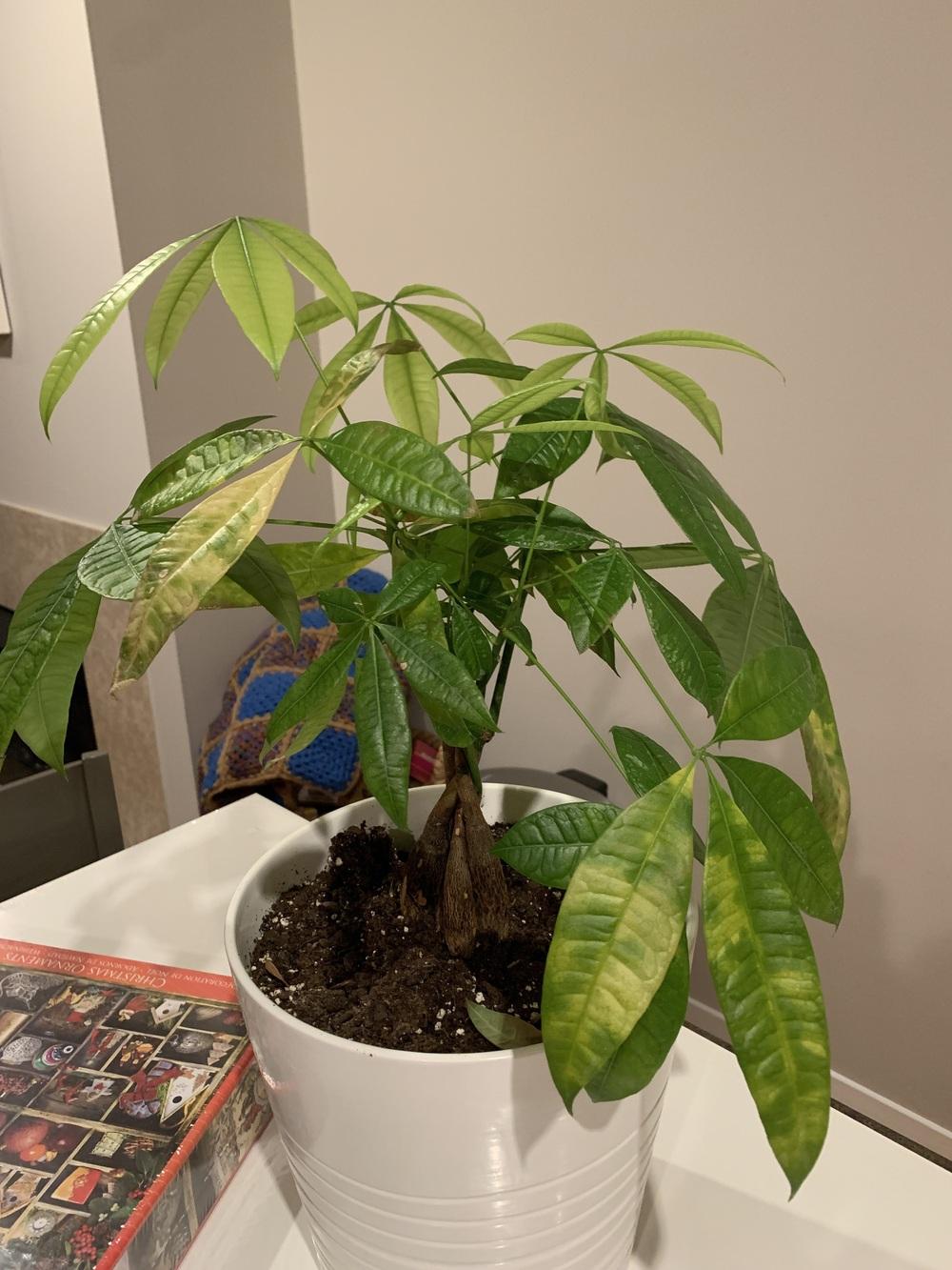 Help! Am I over or underwatering money tree? in the Ask a Question ...