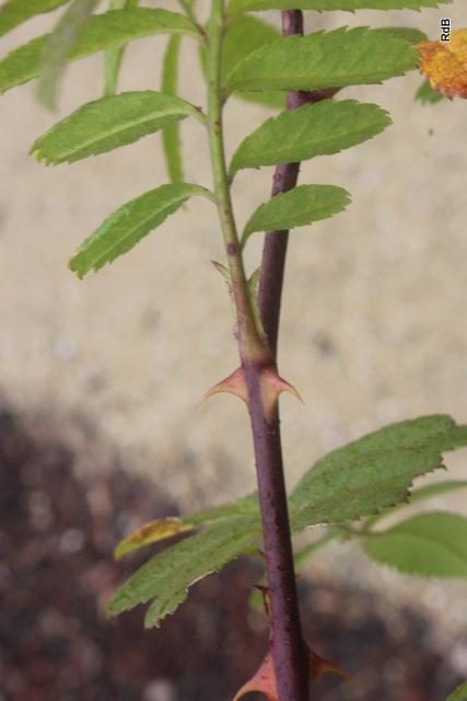 Photo of the thorns, spines, prickles or teeth of Double Chestnut Rose ...