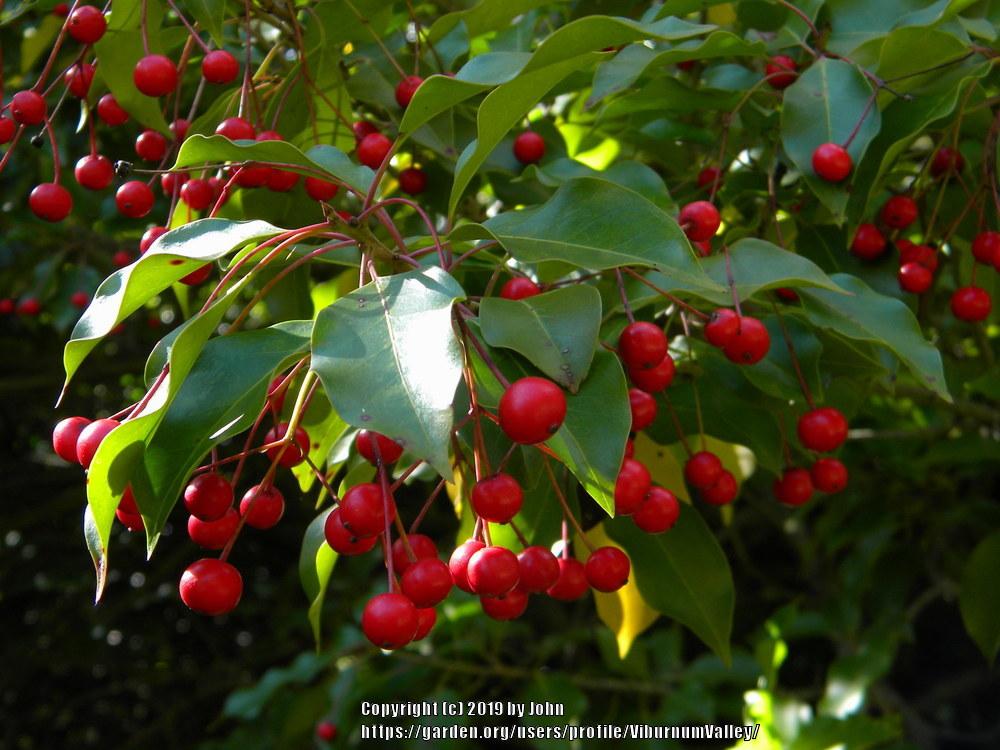 Ilex: Plant Care and Collection of Varieties - Garden.org