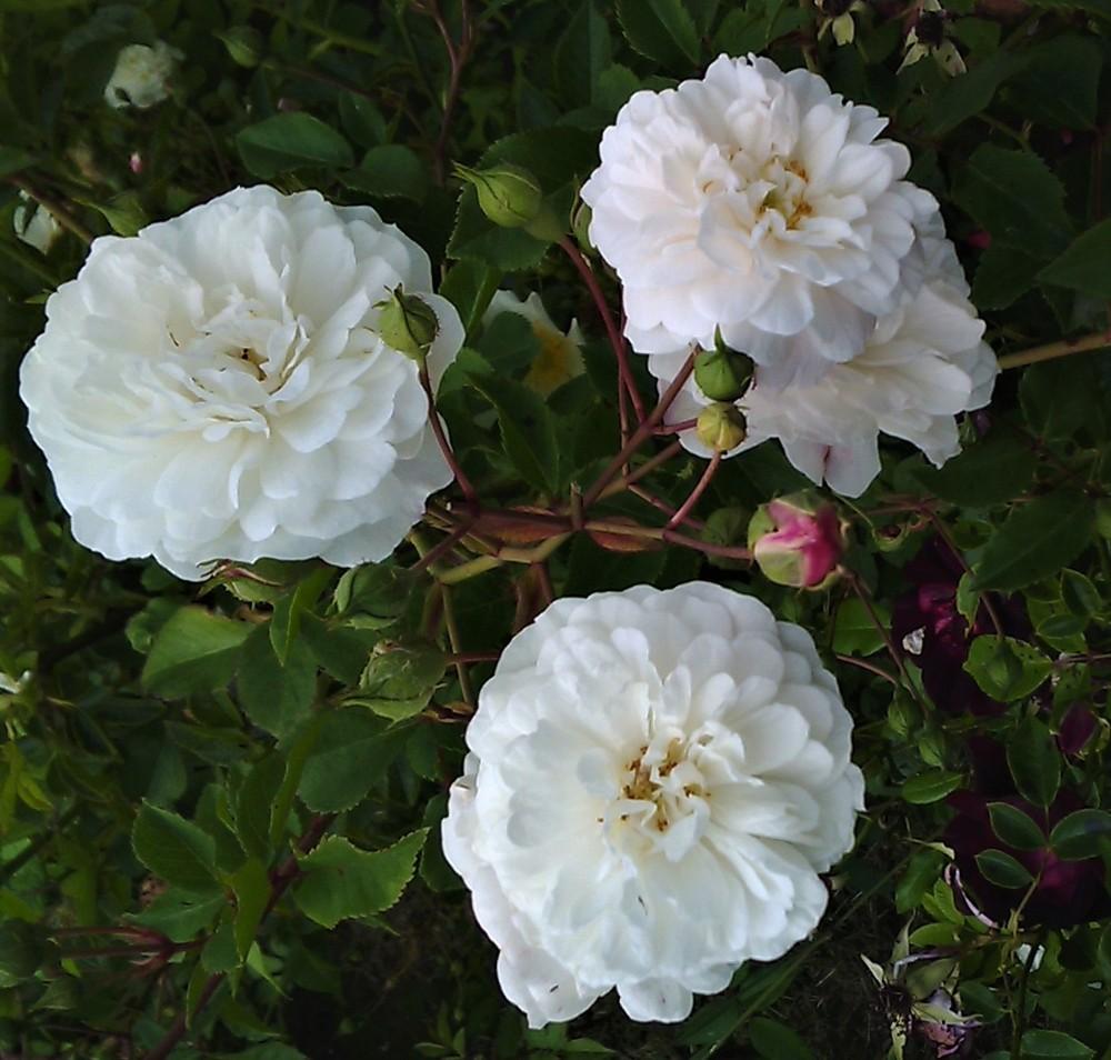 Polyantha Rose (Rosa 'White Pet') in the Roses Database - Garden.org